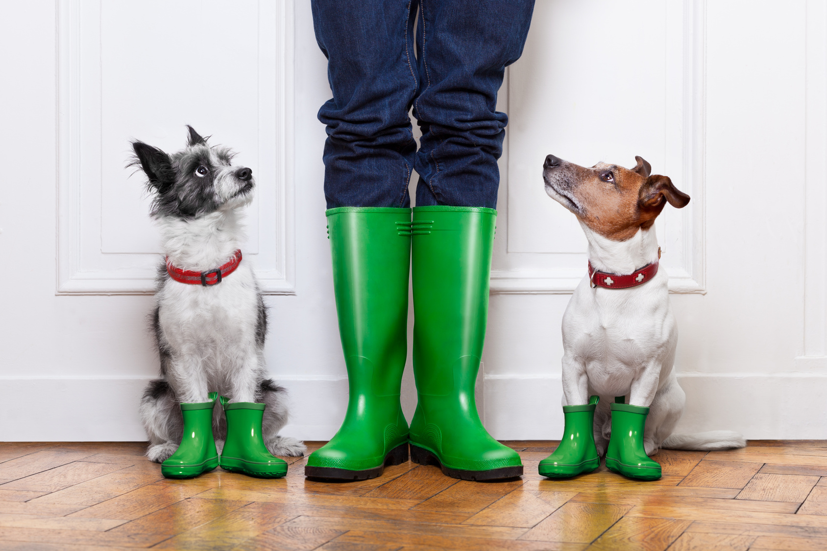 Big Business mit Hund, Katze & Co.